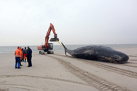 Kadaver toter Pottwale zerlegt - news.ORF.at